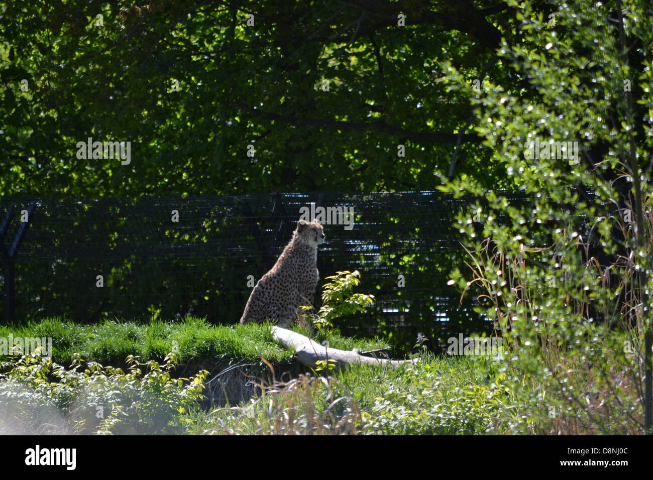 Cheetah in Chester Zoo Stock Photo - Alamy