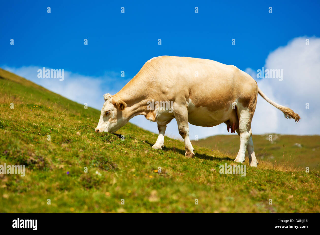 Cow on meadow and sky background Stock Photo - Alamy