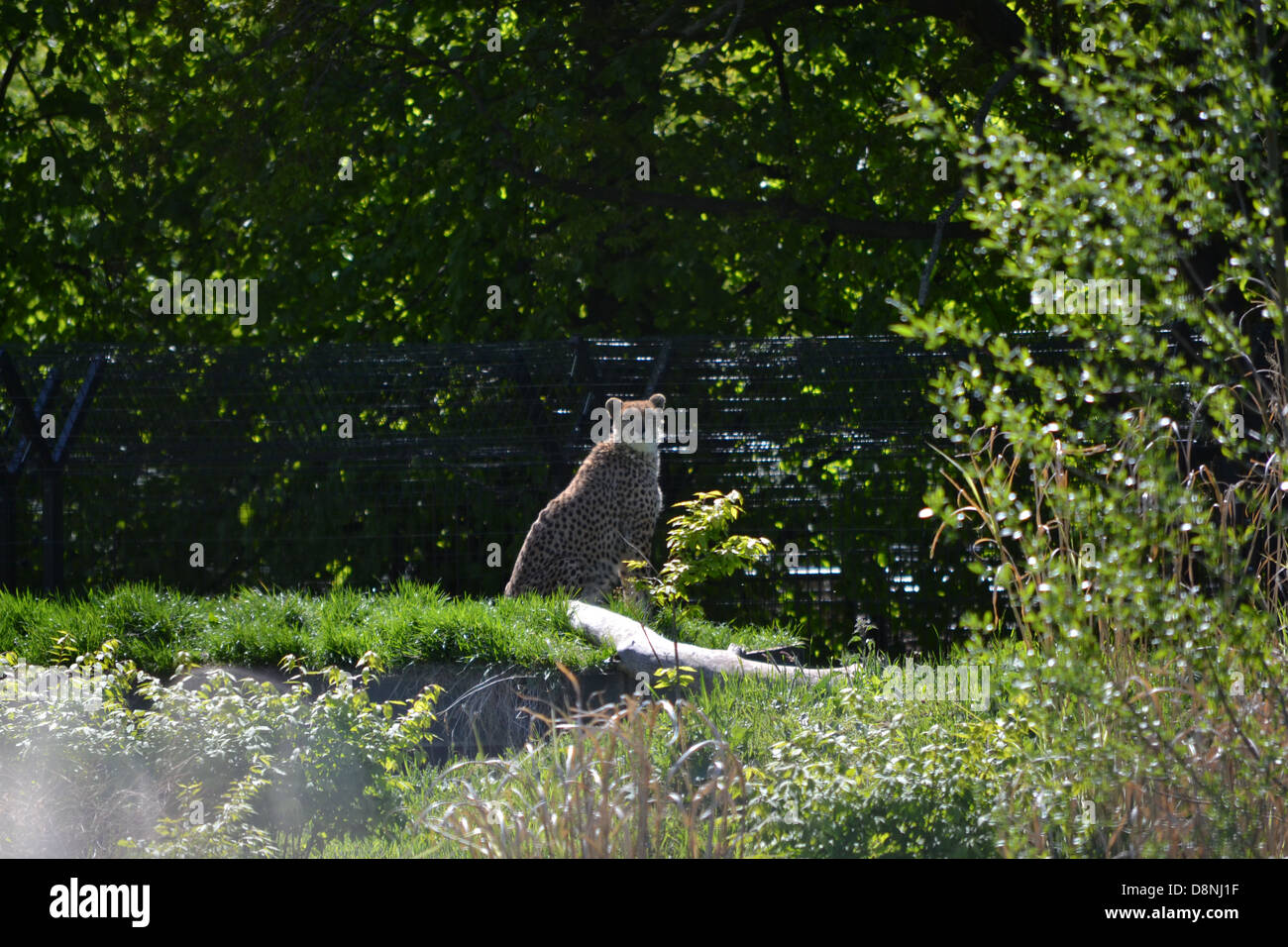 Cheetah in Chester Zoo Stock Photo - Alamy