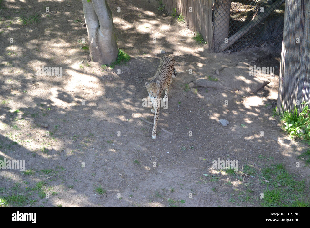 Cheetahs in Chester Zoo Stock Photo - Alamy
