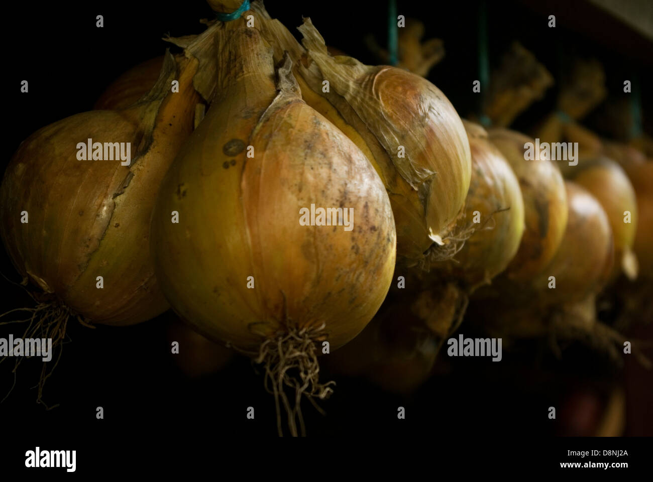 String Of Onions High Resolution Stock Photography and Images - Alamy