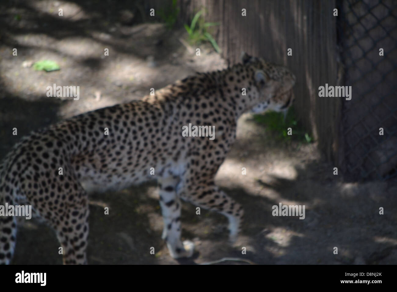 Cheetahs in Chester Zoo Stock Photo - Alamy