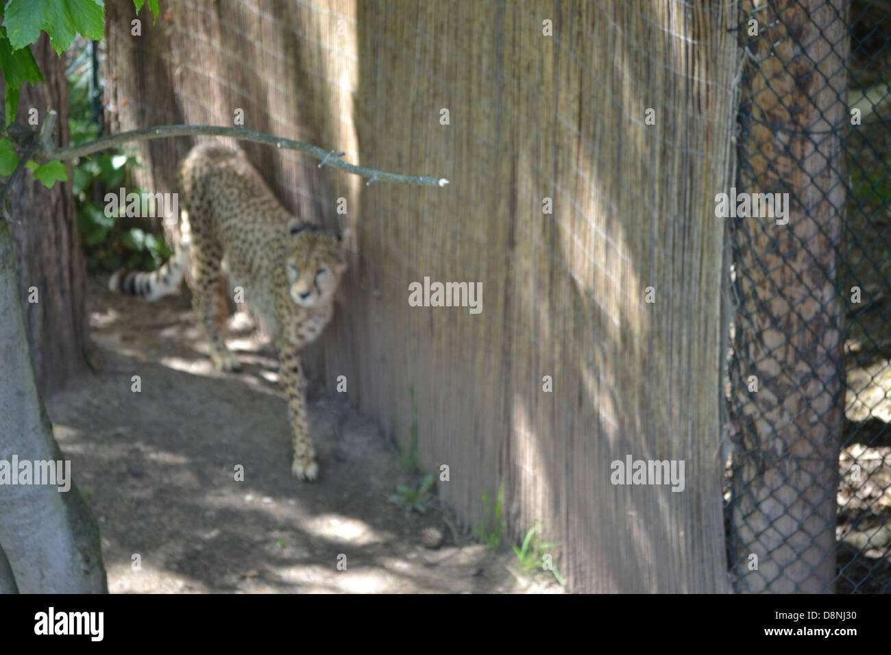 Cheetahs in Chester Zoo Stock Photo - Alamy