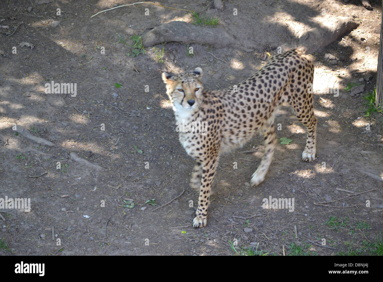 Cheetahs in Chester Zoo Stock Photo - Alamy