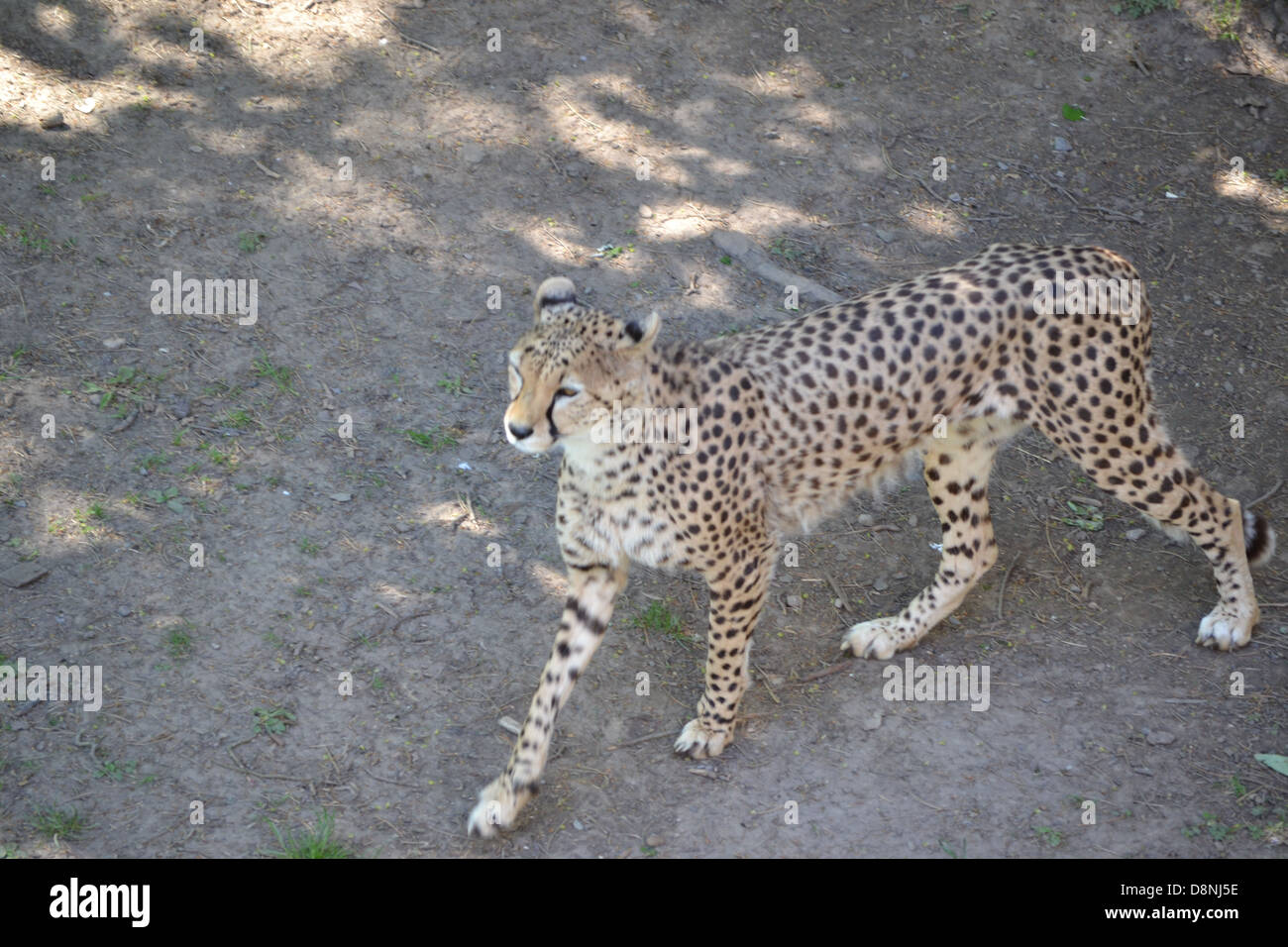 Cheetahs in Chester Zoo Stock Photo - Alamy