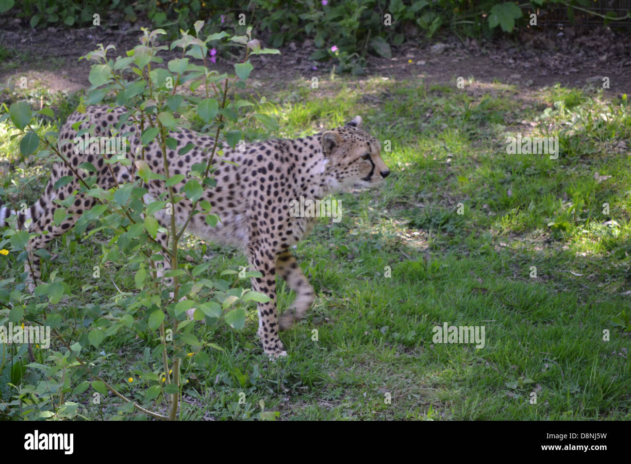 Cheetahs in Chester Zoo Stock Photo - Alamy