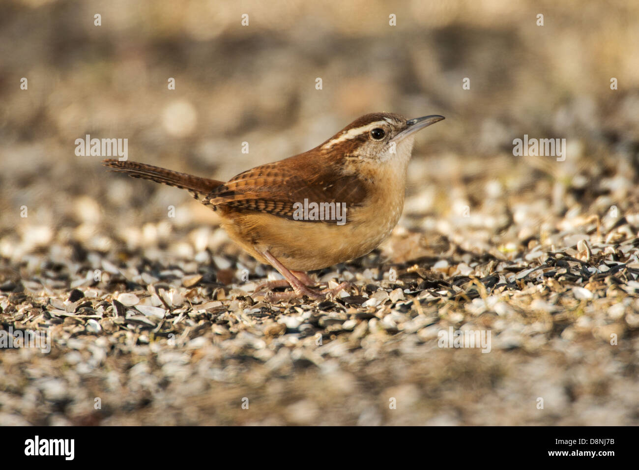 Carolina wren ground hi-res stock photography and images - Alamy