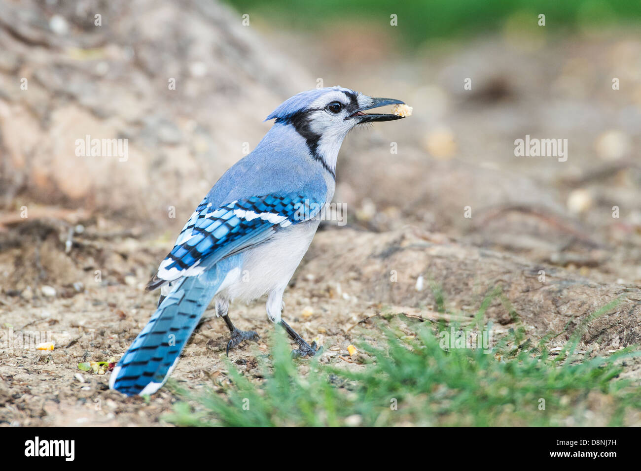Blue Jay foraging for seeds on ground Stock Photo - Alamy