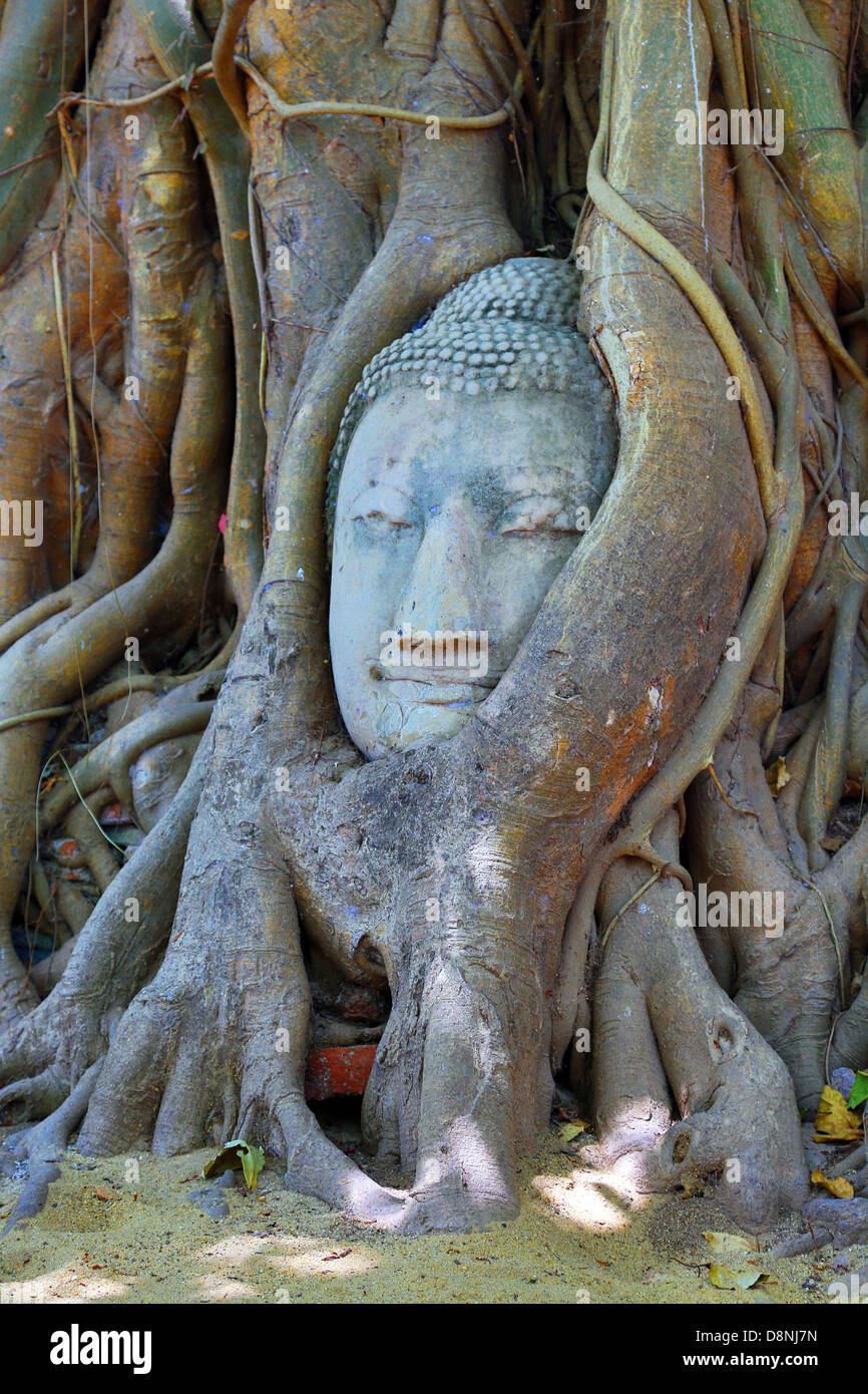 The head and face of Buddha in the roots of a Bodhi tree in Wat ...