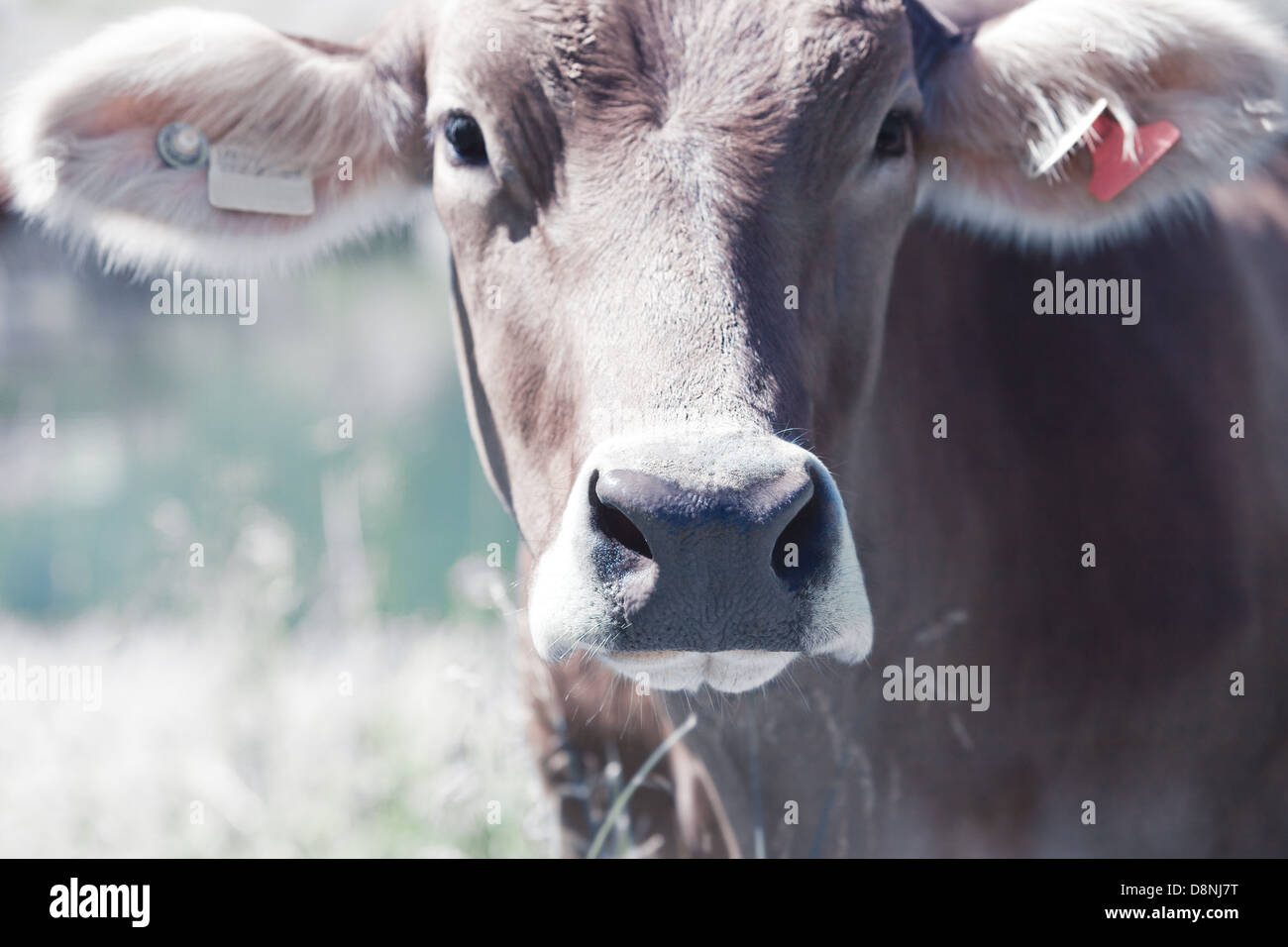 Cow portrait. Bright white colors. Focus on nose Stock Photo - Alamy