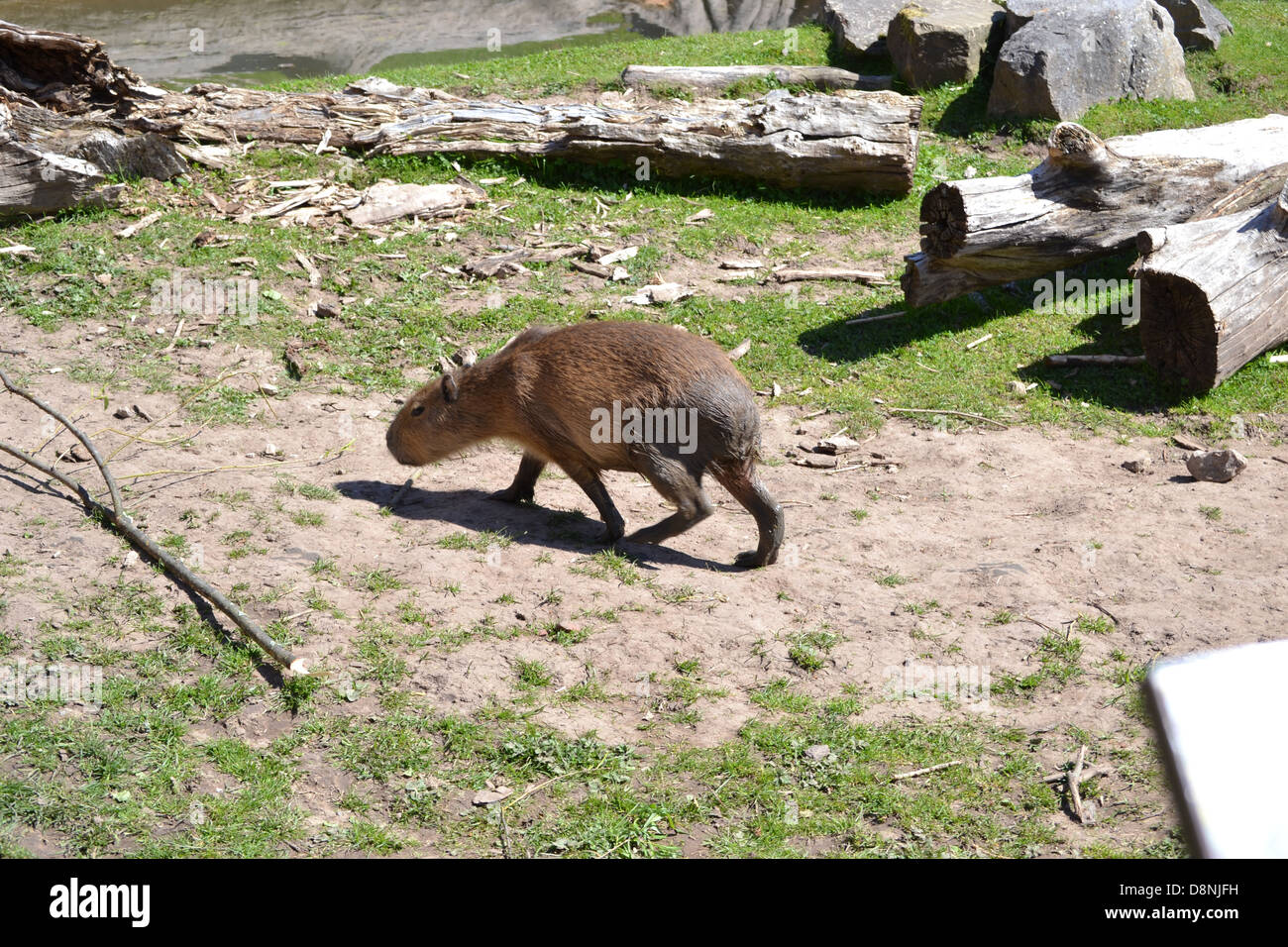 Chester rat hi-res stock photography and images - Alamy