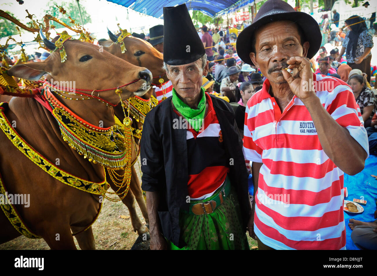 A bull racing festival on the island of Madura, Indonesia Stock Photo ...