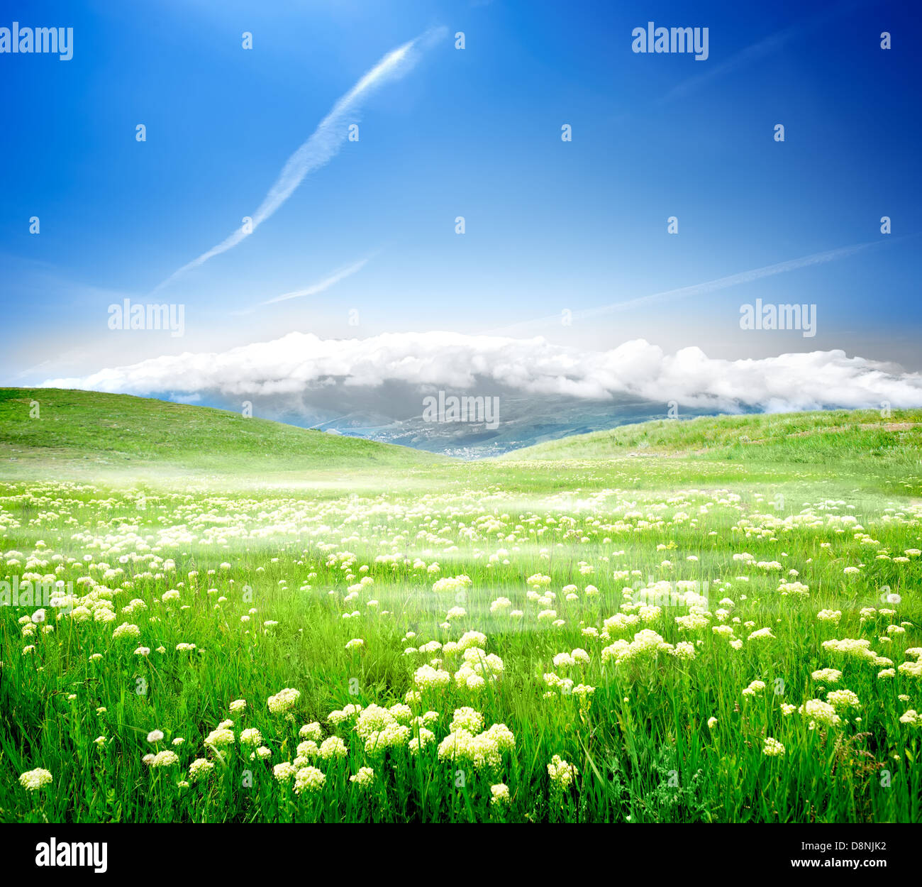 Spring meadow wild flowers hi-res stock photography and images - Alamy