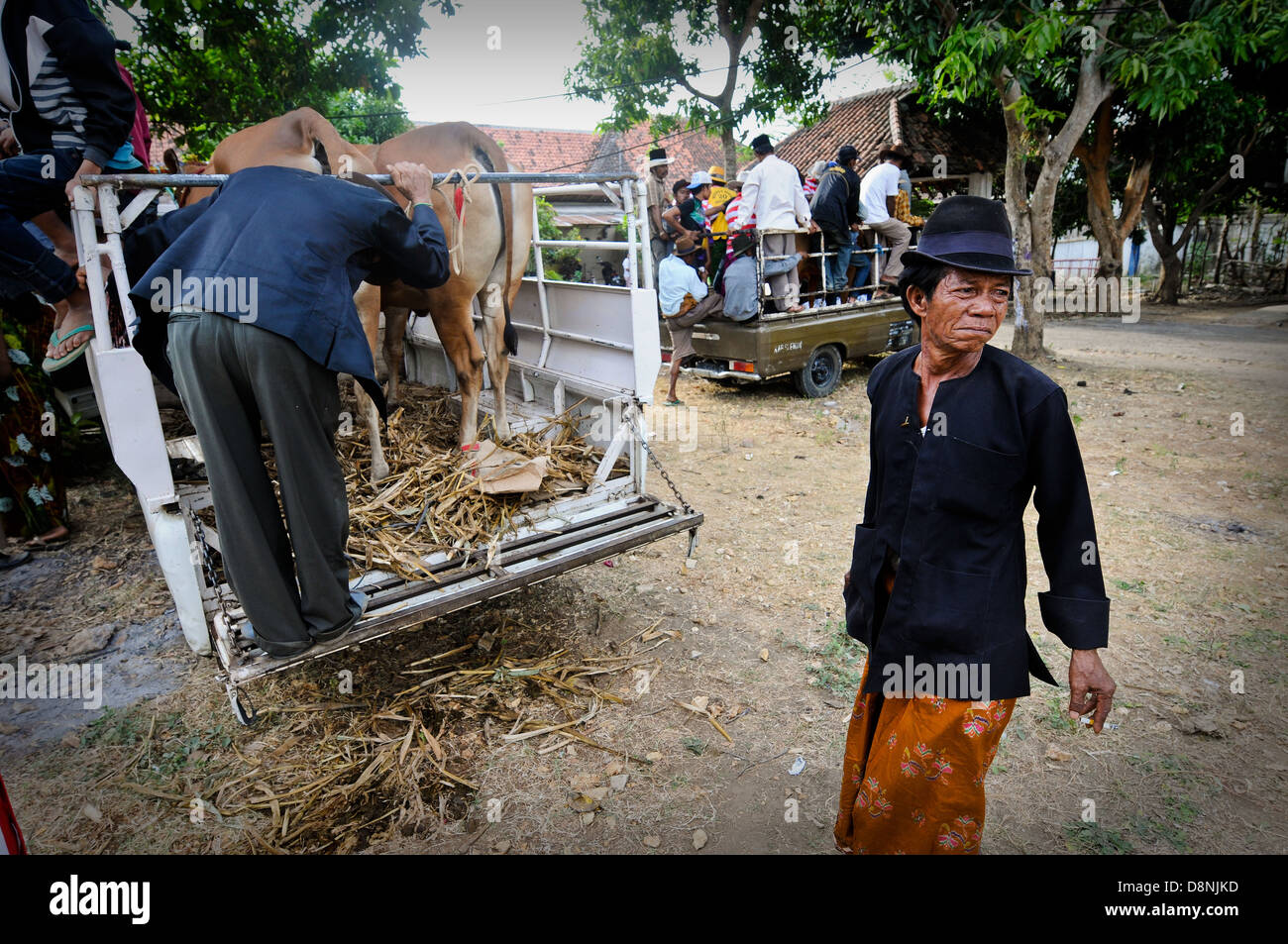 A bull racing festival on the island of Madura, Indonesia Stock Photo ...