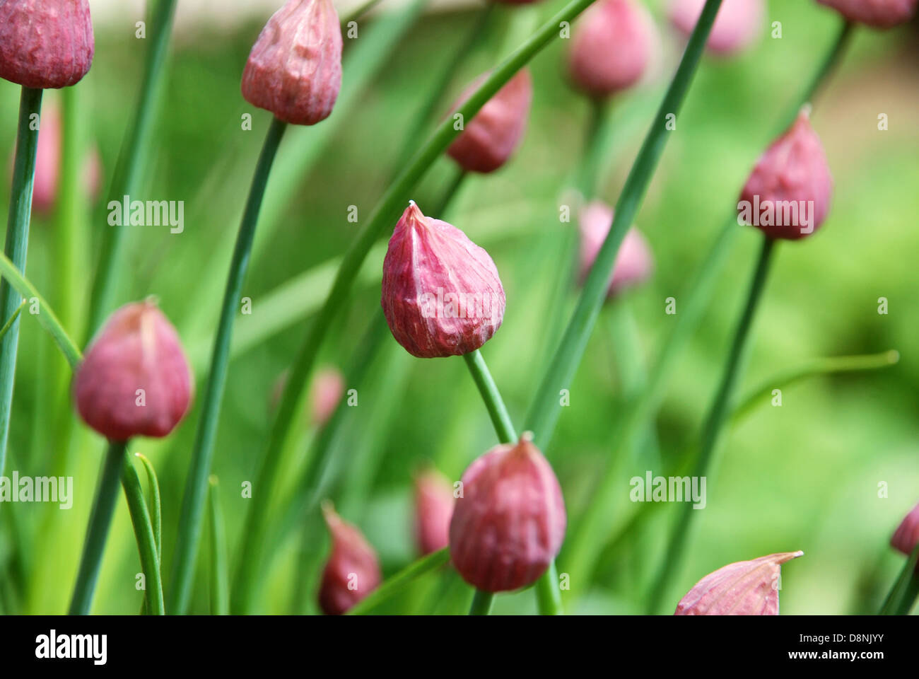 Unopened allium flower hi-res stock photography and images - Alamy