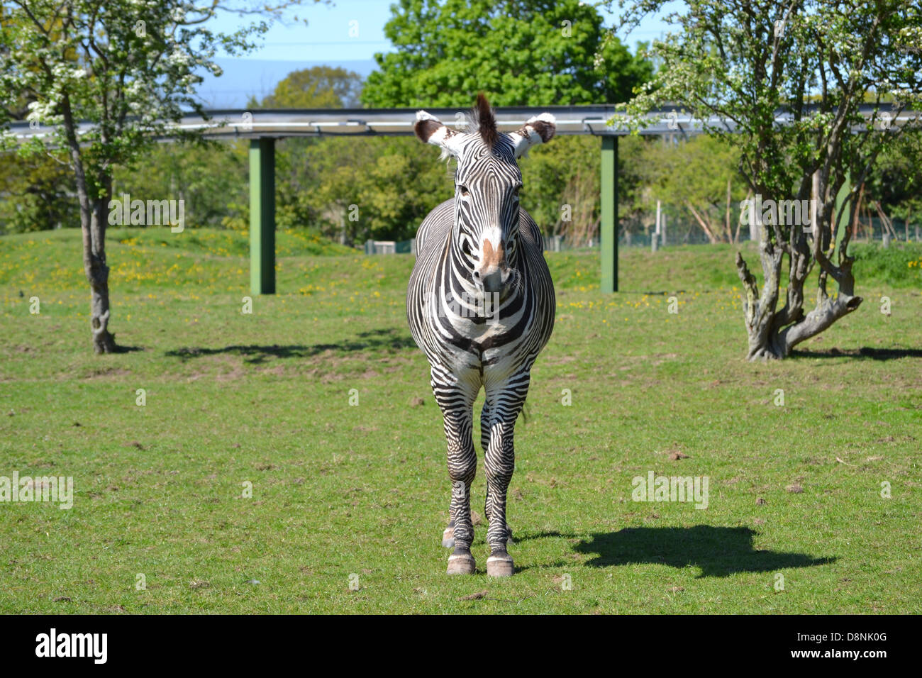 Zebra at Chester Zoo Stock Photo - Alamy