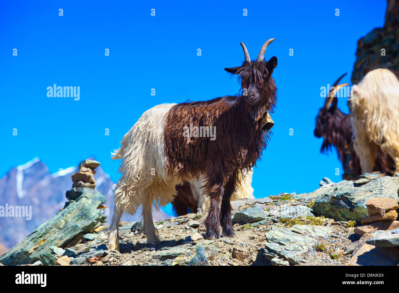 Goats at high Alps mountains Stock Photo - Alamy