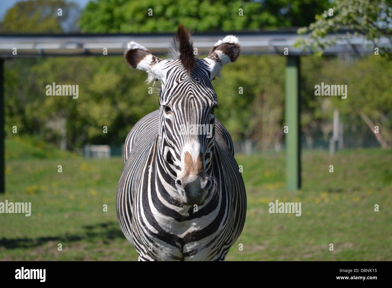 Zebra at Chester Zoo Stock Photo - Alamy
