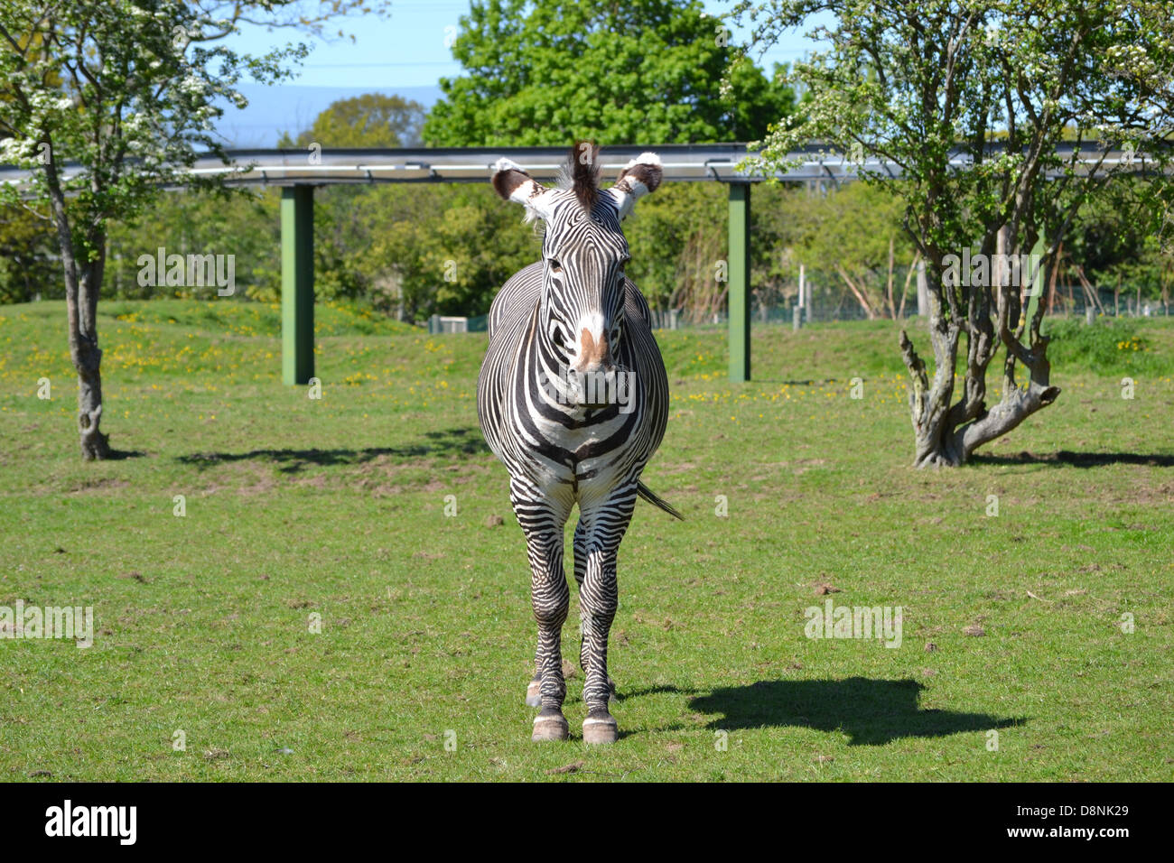 Zebra at Chester Zoo Stock Photo - Alamy