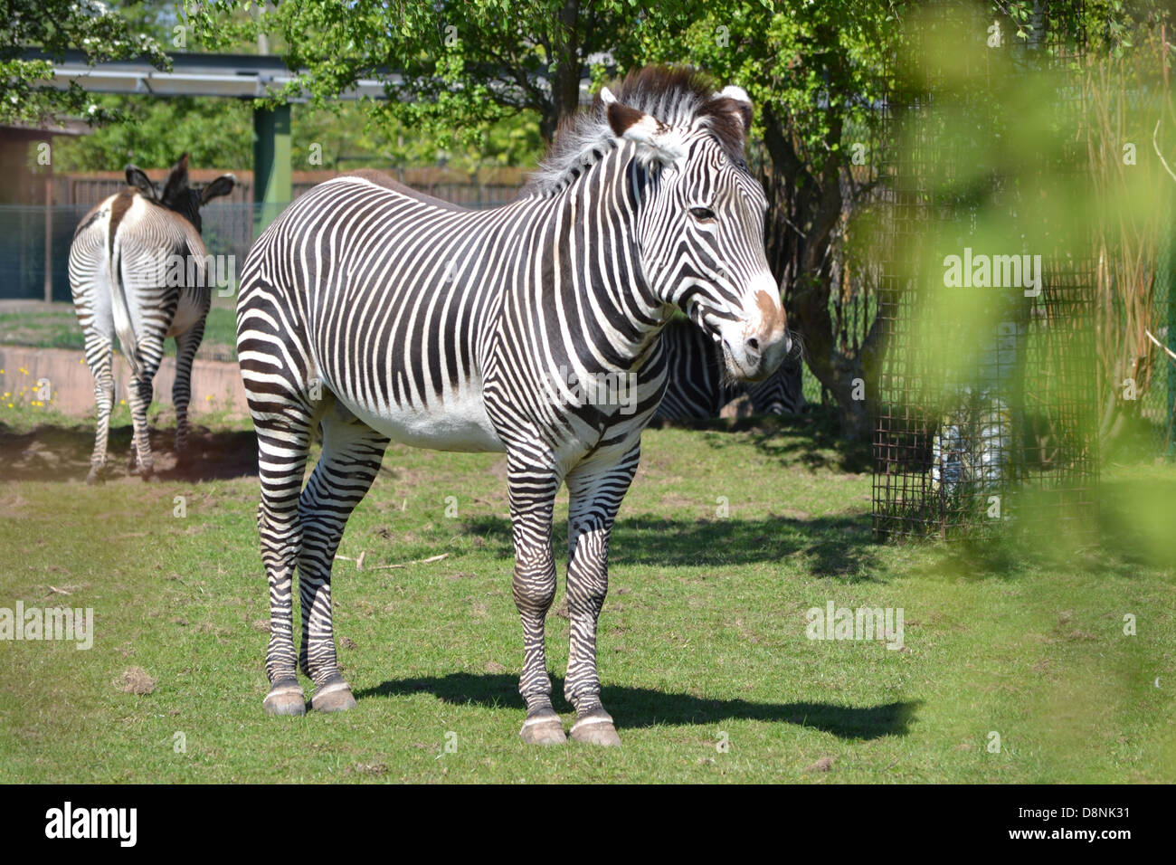 Zebra at Chester Zoo Stock Photo - Alamy