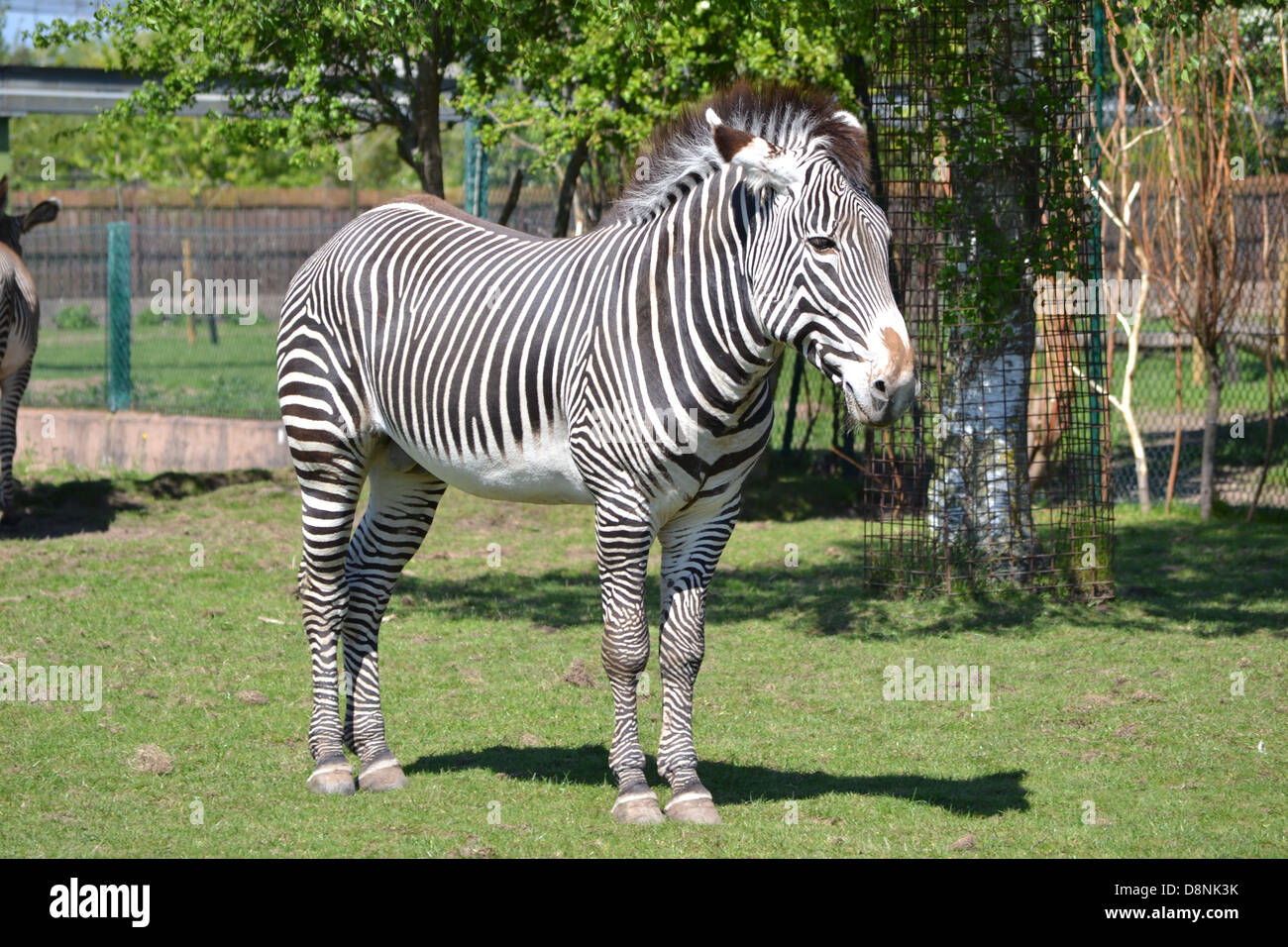 Zoo chester zebra hi-res stock photography and images - Alamy