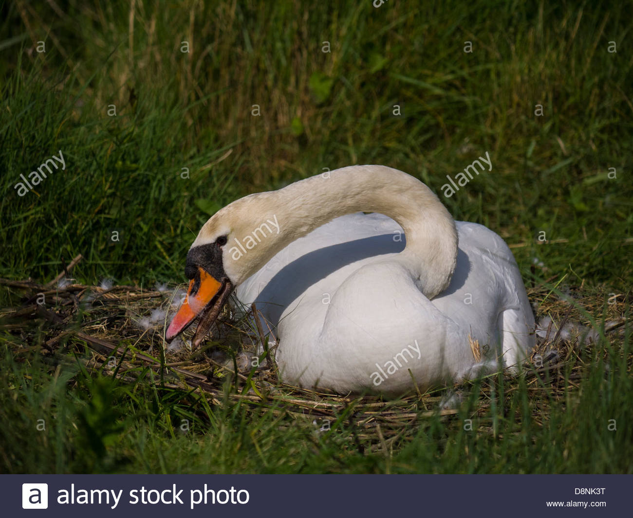 Swan Hatching Eggs Stock Photos & Swan Hatching Eggs Stock Images - Alamy
