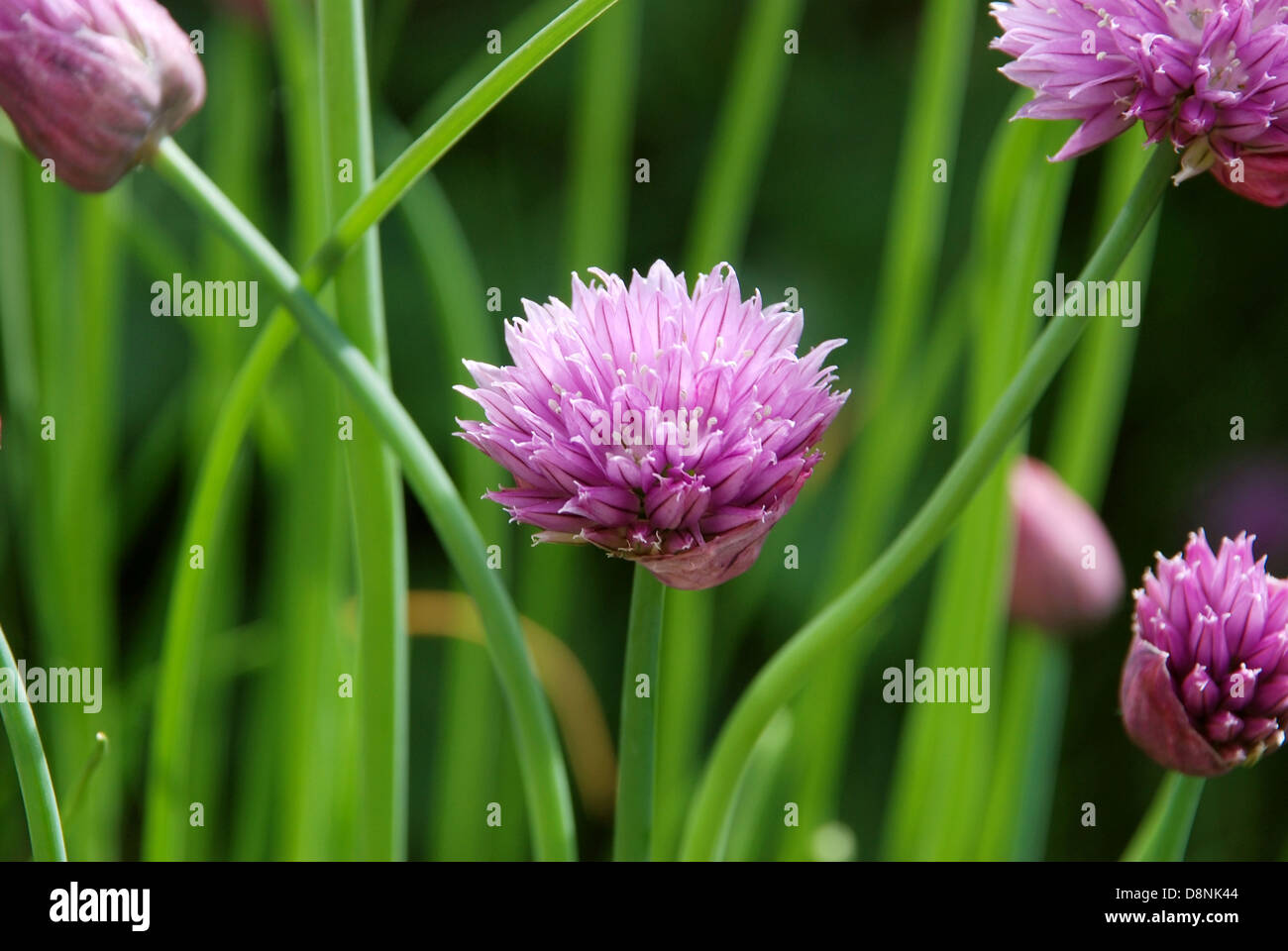 Green scapes hi-res stock photography and images - Alamy