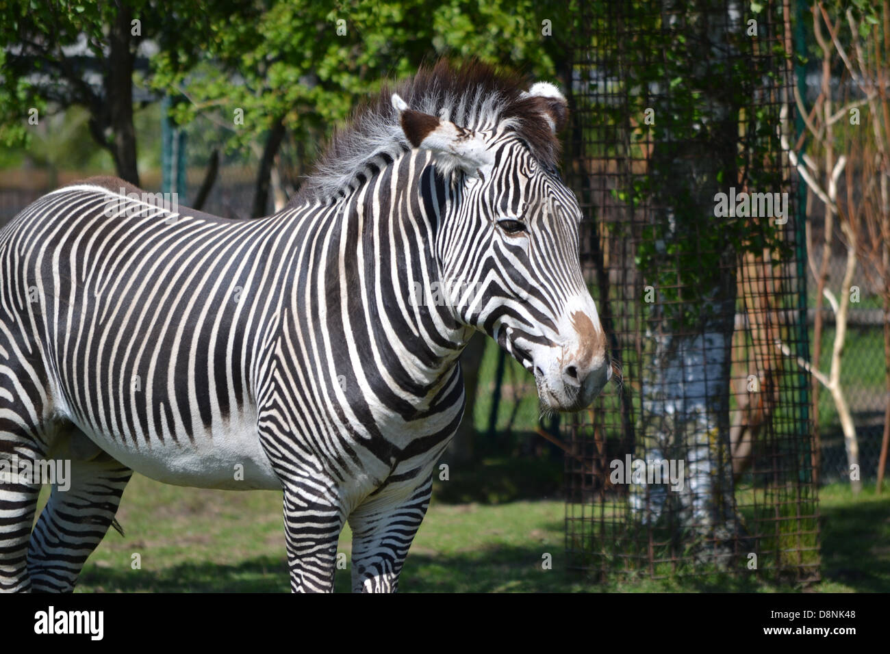 Zebra at Chester Zoo Stock Photo - Alamy