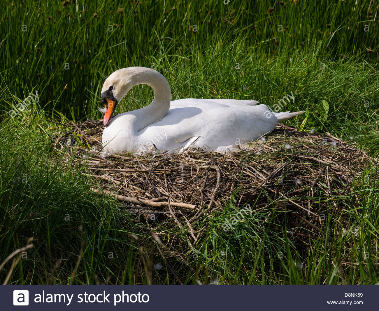 Swan Hatching Eggs Stock Photos & Swan Hatching Eggs Stock Images - Alamy