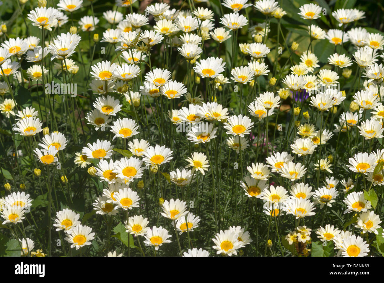 Daisy flowers yellow and white closeup macro Stock Photo - Alamy