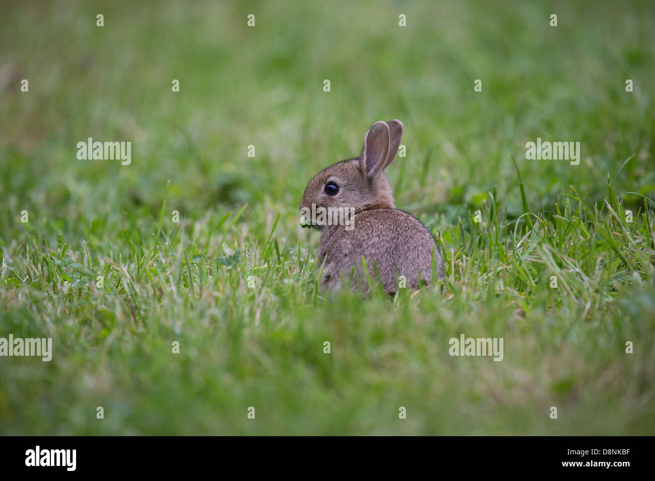 A wild young rabbit in a field of grass eating a leaf Stock Photo - Alamy