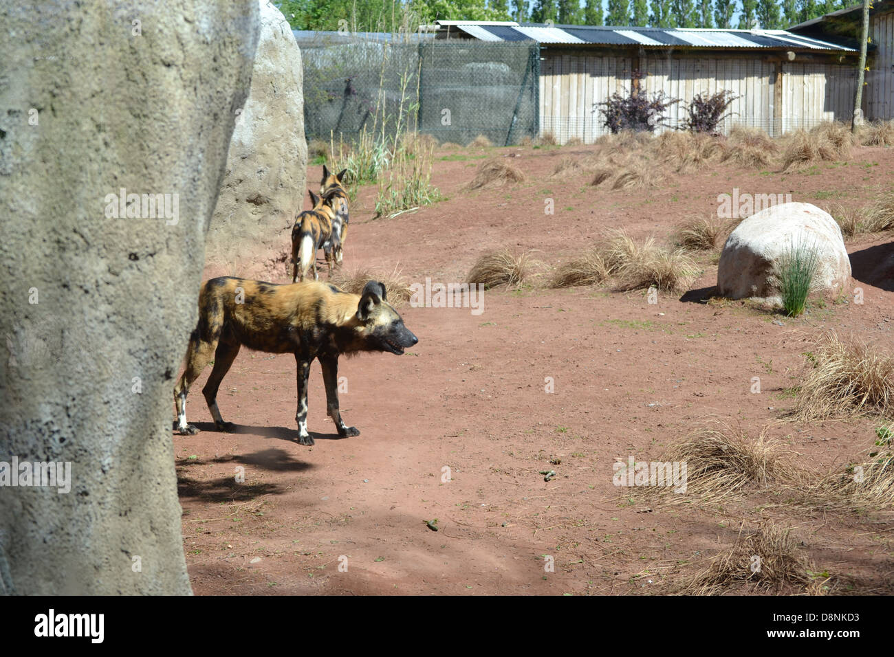 African Painted Dogs at Chester Zoo Stock Photo - Alamy