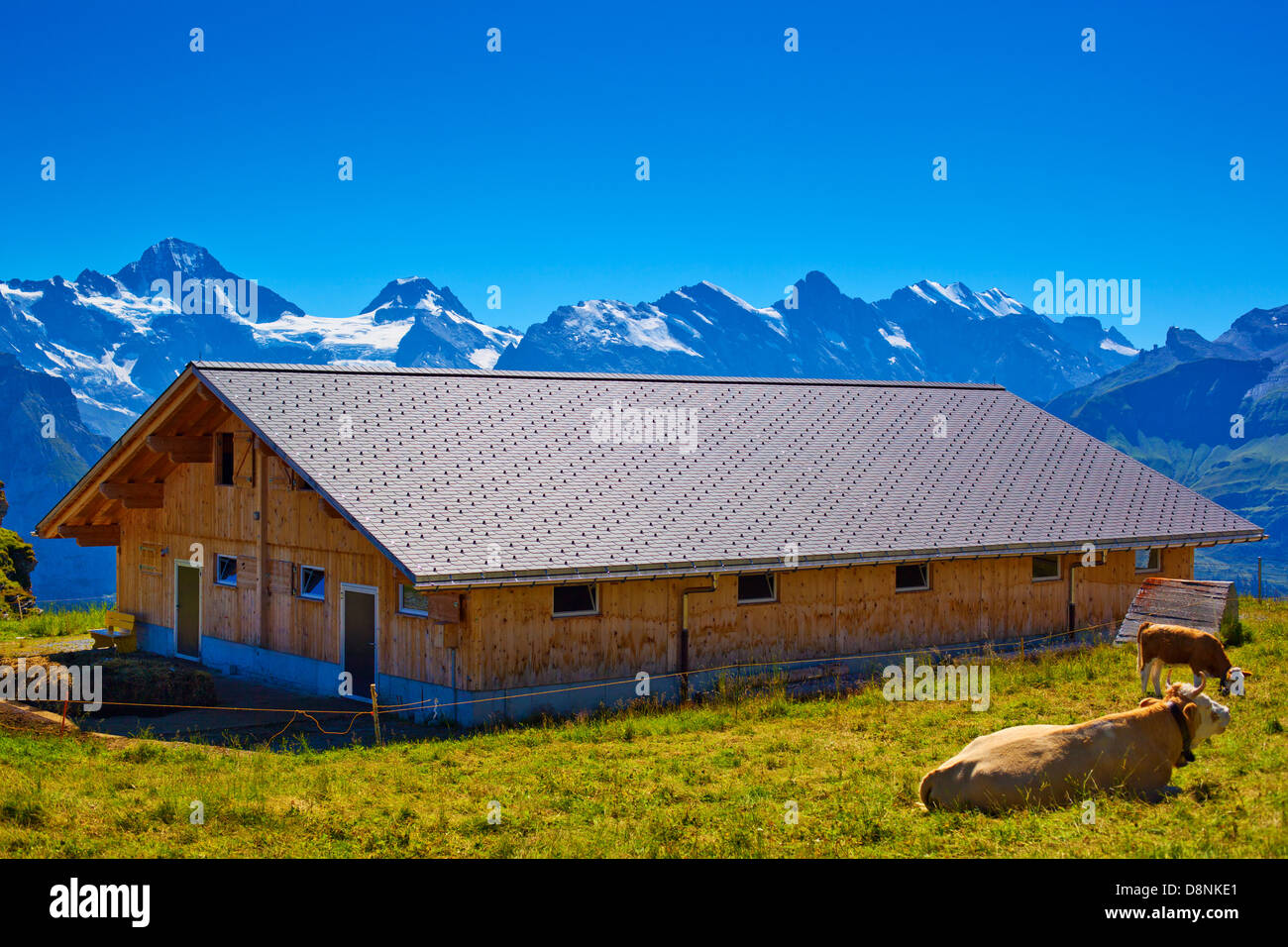 Barn on Alps high mountains background Stock Photo - Alamy