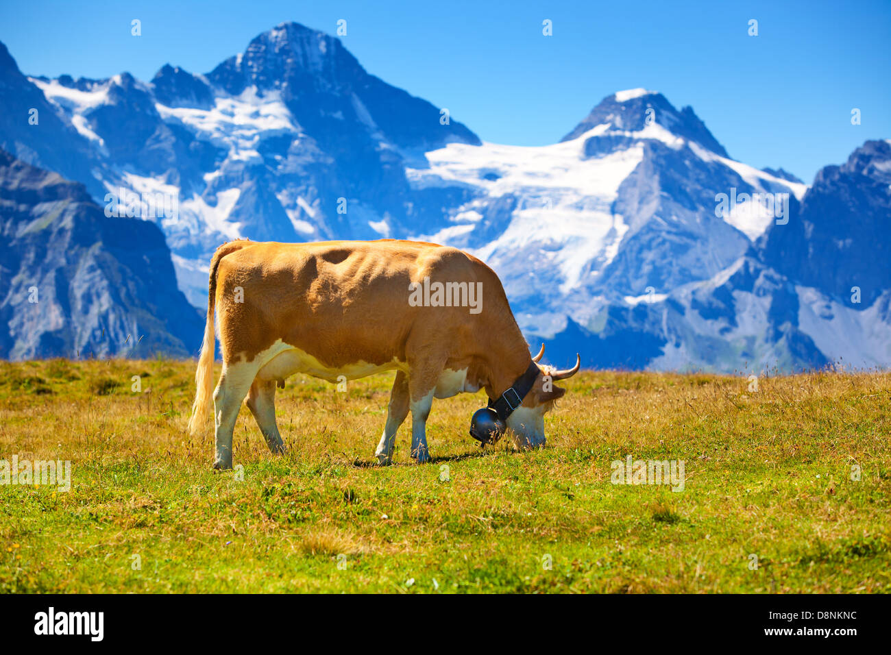 High cow hi-res stock photography and images - Alamy
