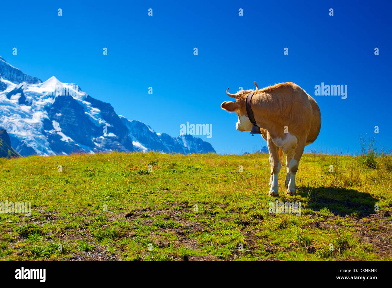 The cow back mountain hi-res stock photography and images - Alamy