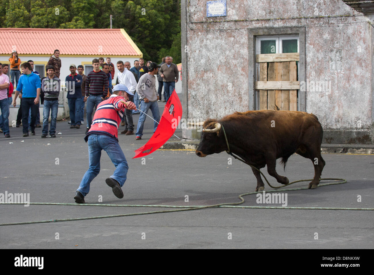 Bullfight at Santo Amaro Parish - São Jorge island - Azores Stock Photo ...