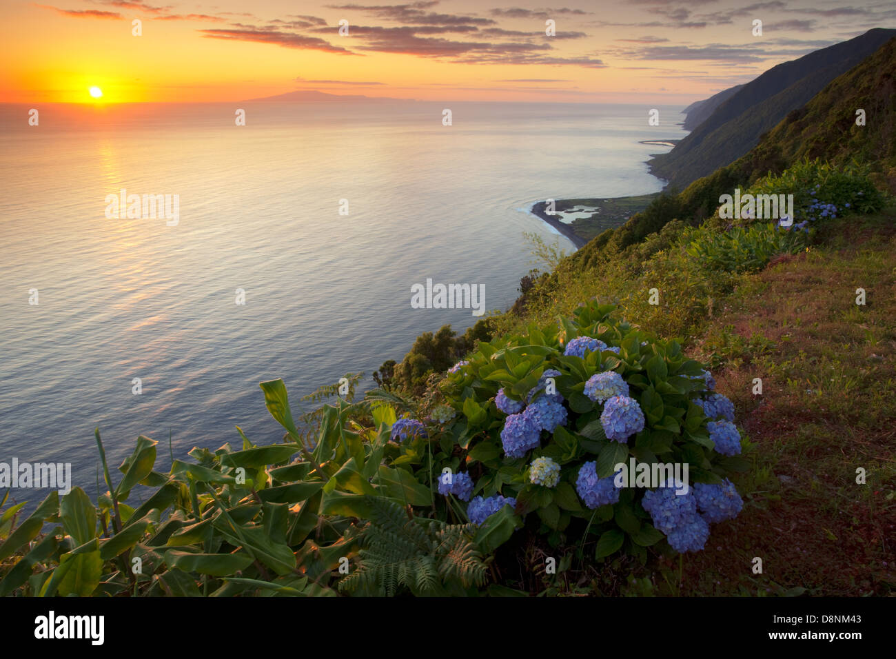 Hydrangeas at sunrise in north coast of São Jorge island with Terceira ...