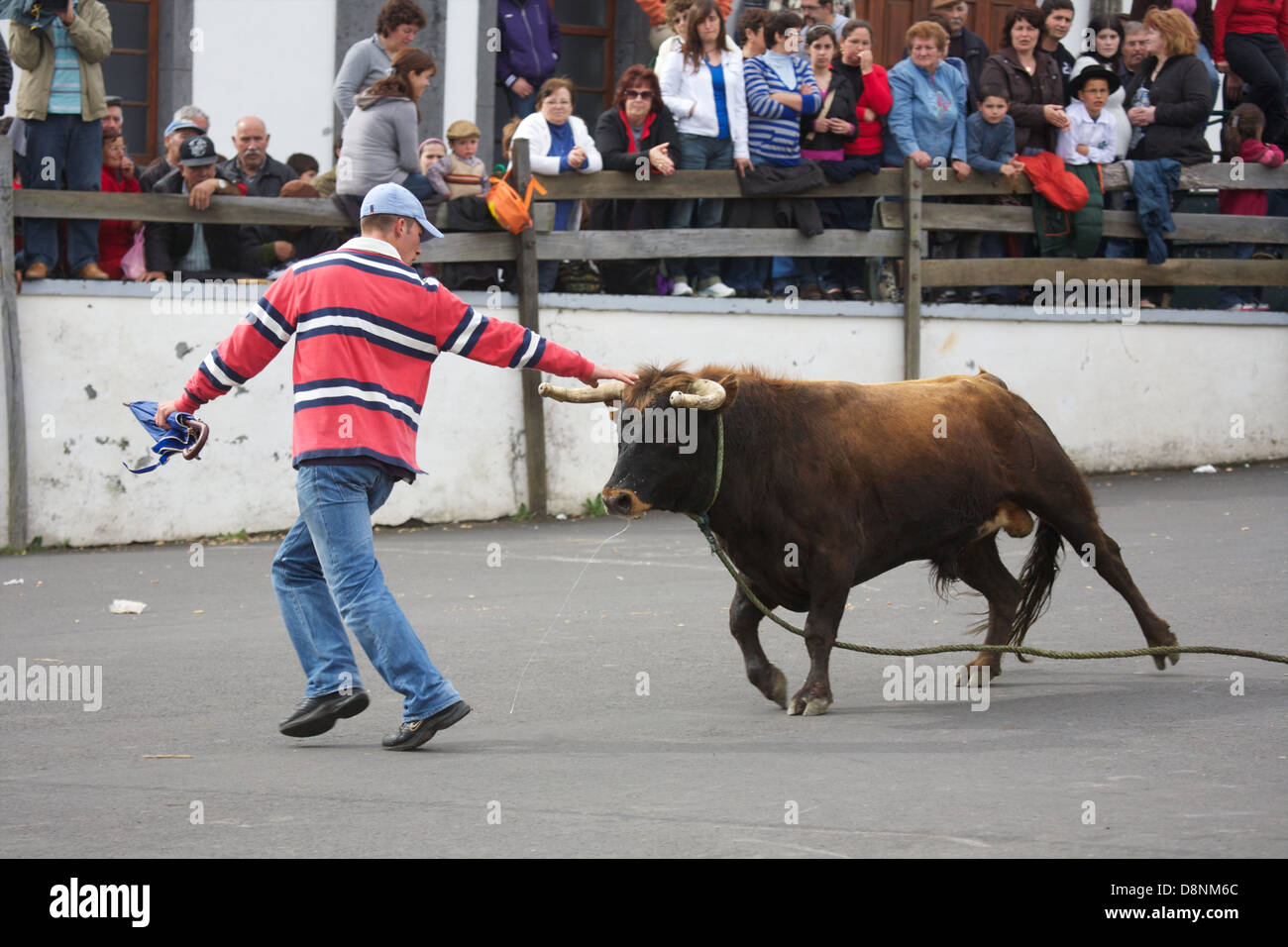 Bullfight at Santo Amaro Parish - São Jorge island - Azores Stock Photo ...