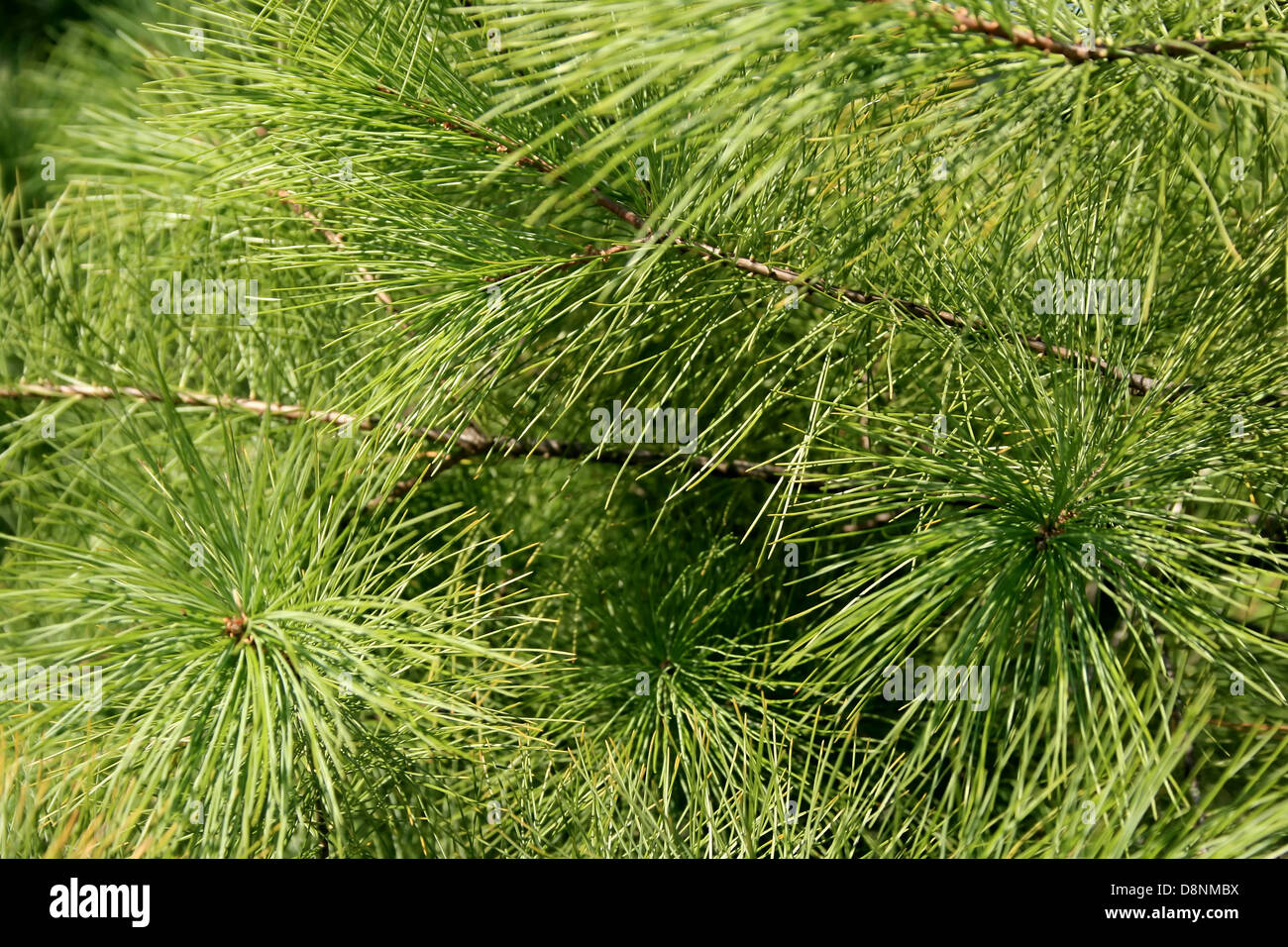 pine tree (selective focus Stock Photo - Alamy