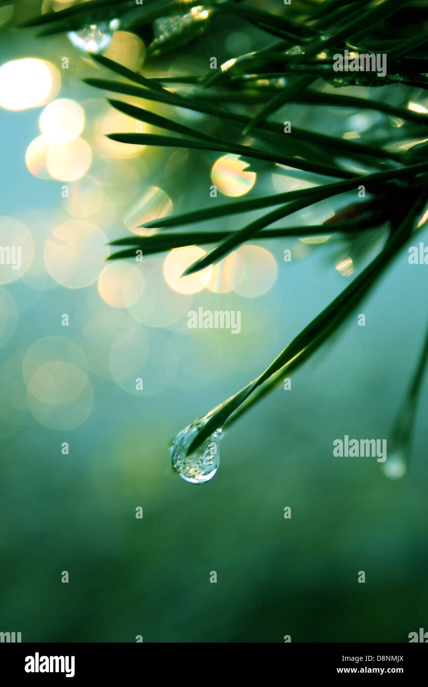 beautiful evergreen pine Stock Photo - Alamy
