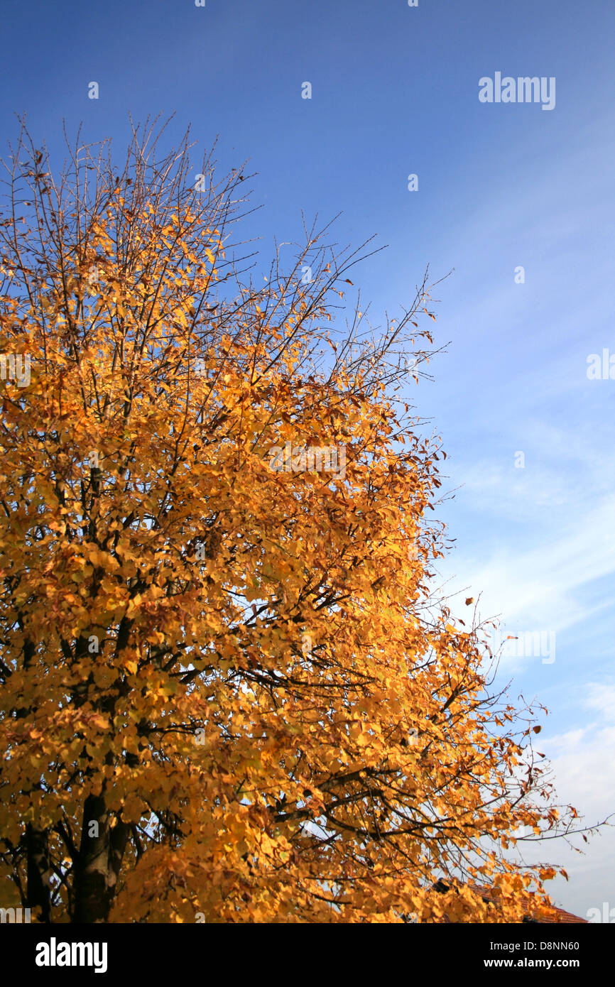 beautiful tree in autumn Stock Photo - Alamy