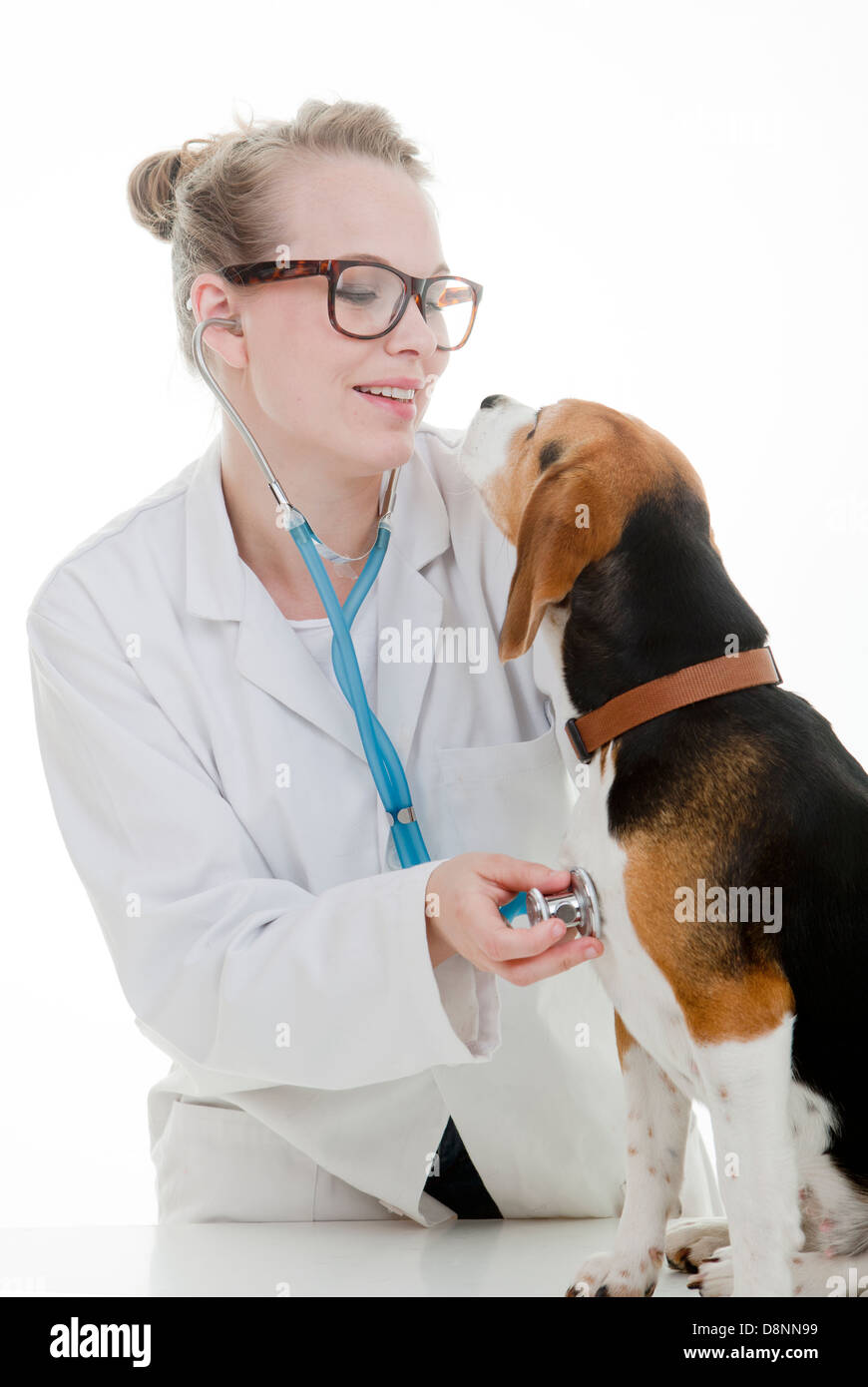 Vet stethoscope beagle hi-res stock photography and images - Alamy