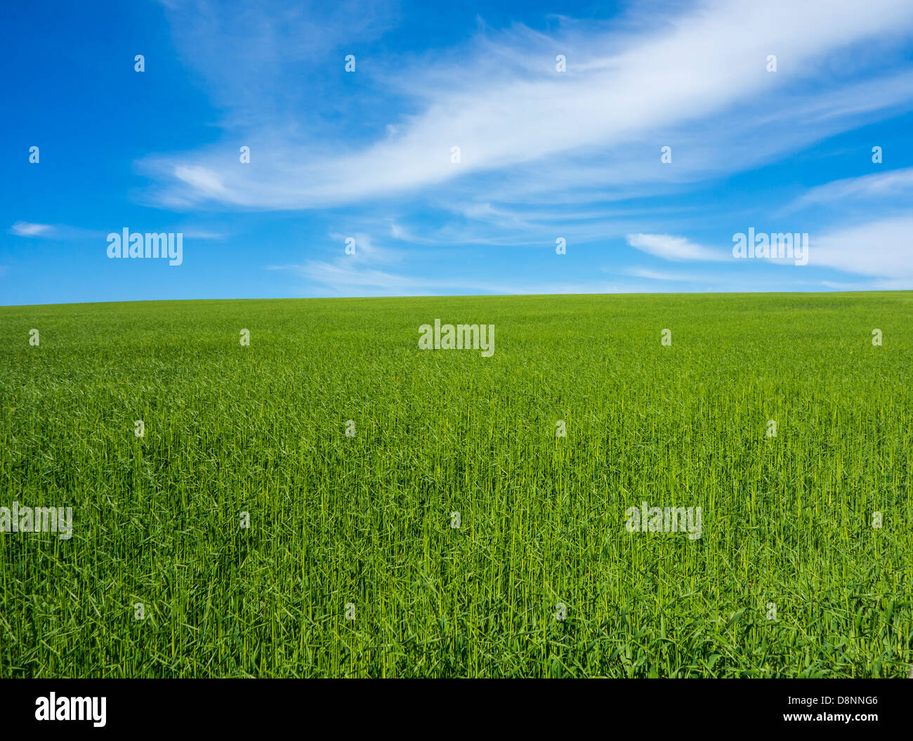 Lush green field wales hi-res stock photography and images - Alamy