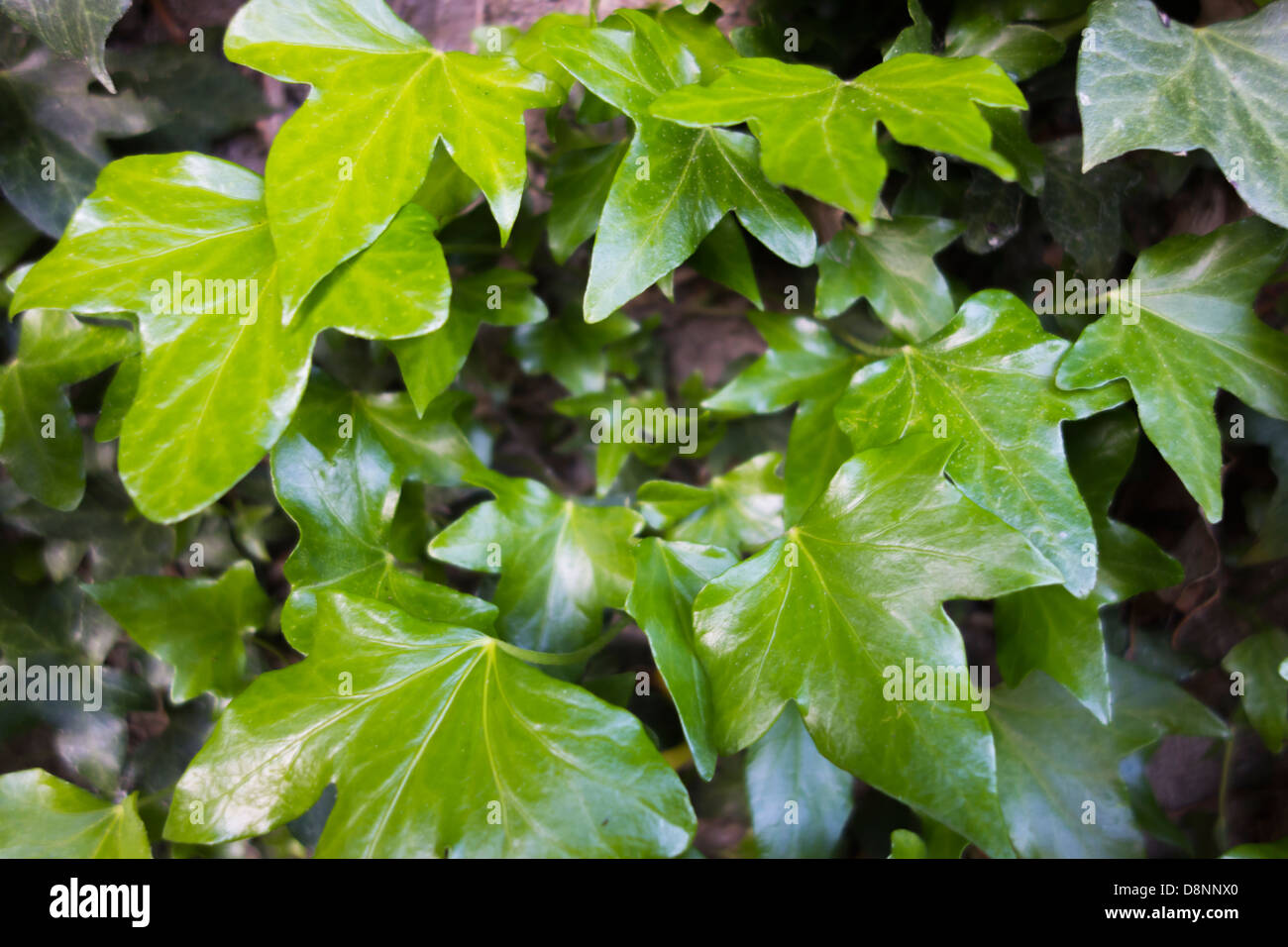 Hedera helix ivy hi-res stock photography and images - Alamy