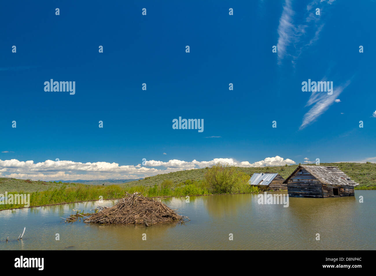 A beavers home in a pond that flooded a cabin Stock Photo - Alamy