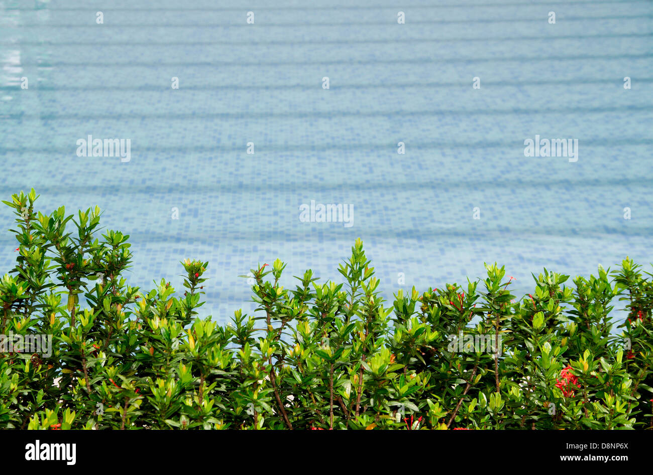 Green plants and turquoise color swimming pool. Concept of pool side ...