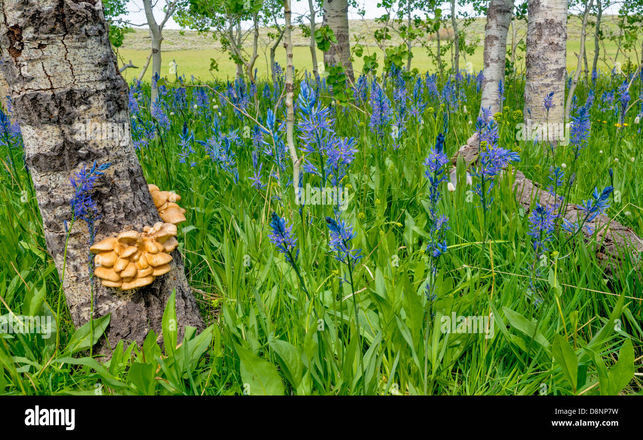 Spring flowers cover a forest floor Stock Photo - Alamy