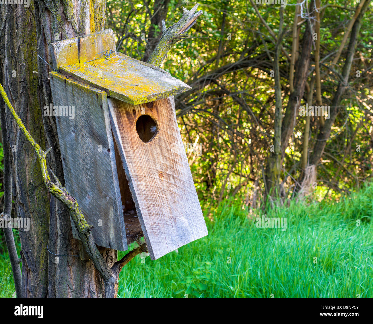 Bird house on an old tree in nature Stock Photo - Alamy