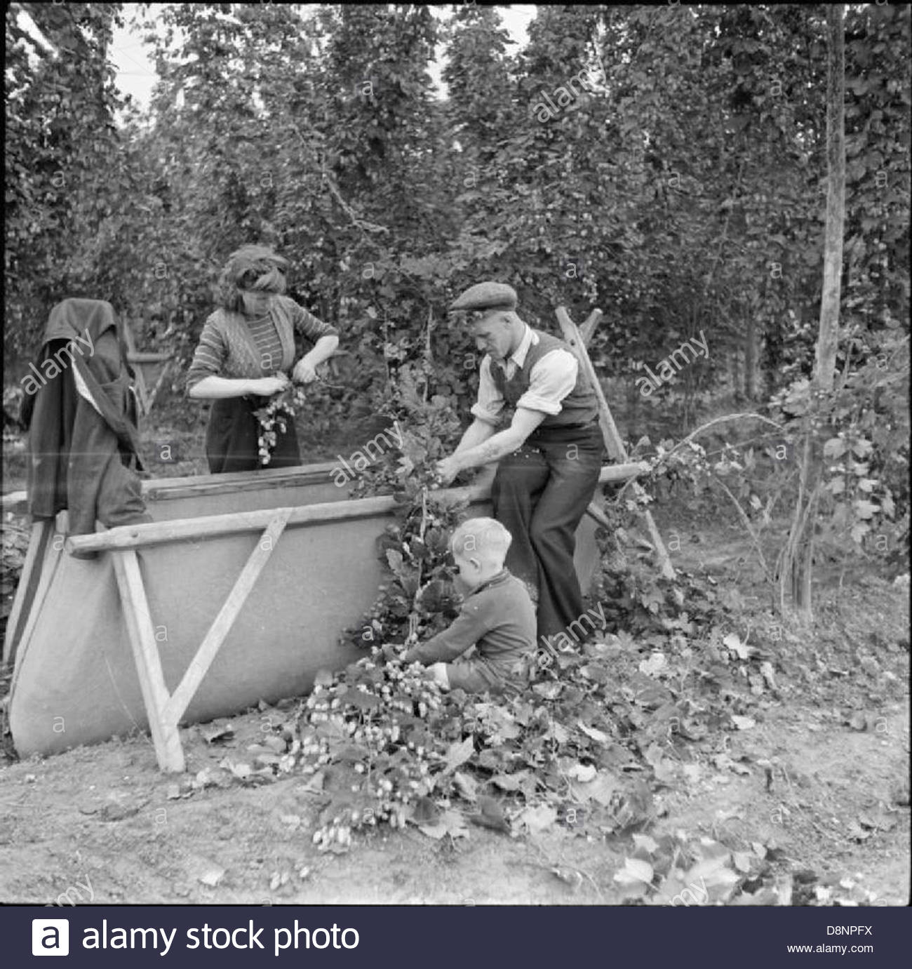 Hop Picking Kent Stock Photos & Hop Picking Kent Stock Images - Alamy