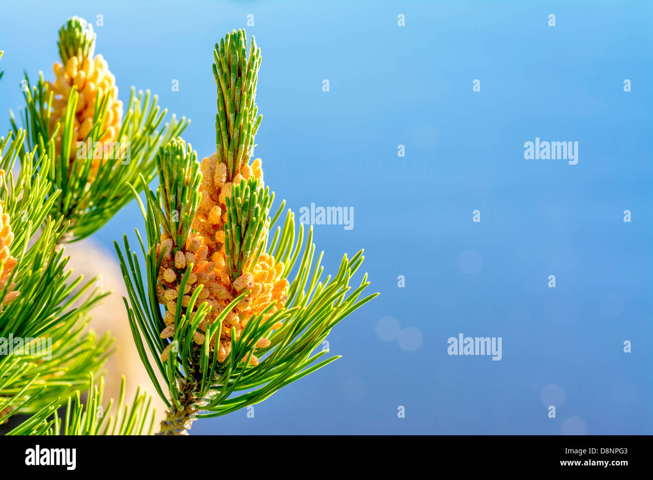Pond pine tree hi-res stock photography and images - Alamy